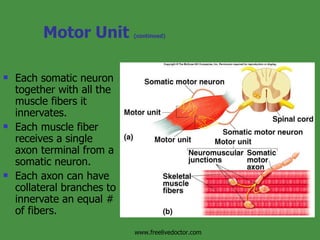 Mechanism Of Muscle Contraction&Neural Control | PPT