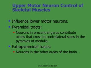 Mechanism Of Muscle Contraction&Neural Control | PPT