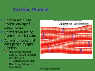 Mechanism Of Muscle Contraction&Neural Control | PPT