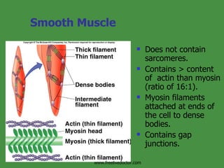 Mechanism Of Muscle Contraction&Neural Control | PPT