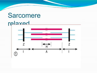 Mechanism of muscle contraction (saran.s) | PPTX