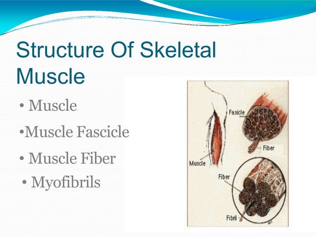 Mechanism of muscle contraction (saran.s) | PPT