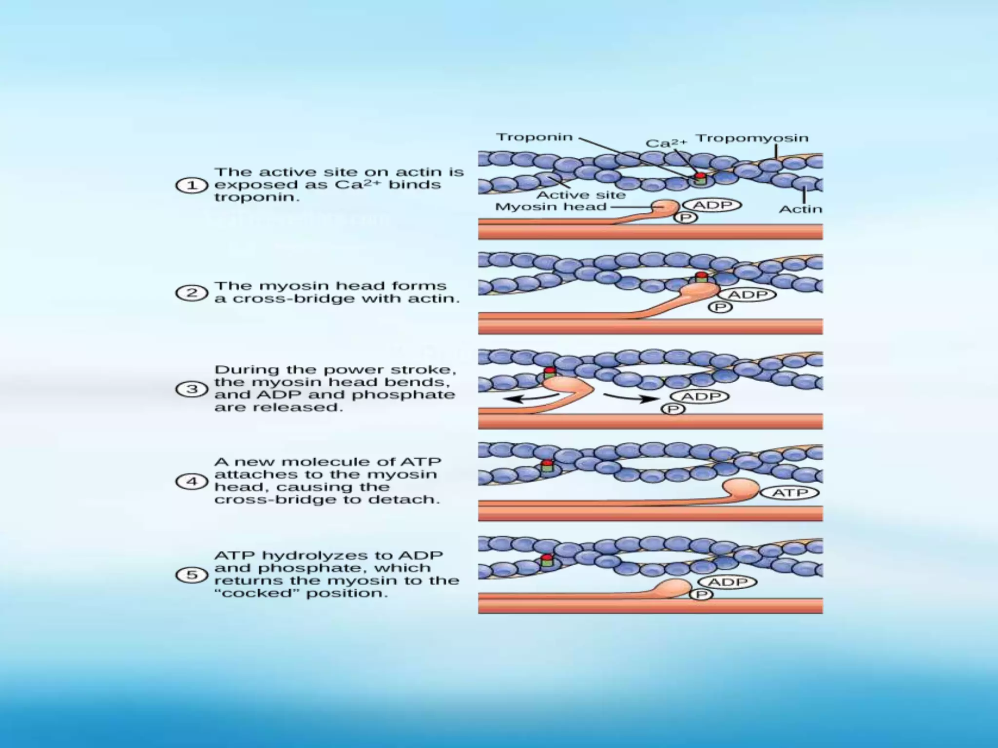 Mechanism of muscular contraction.pptx