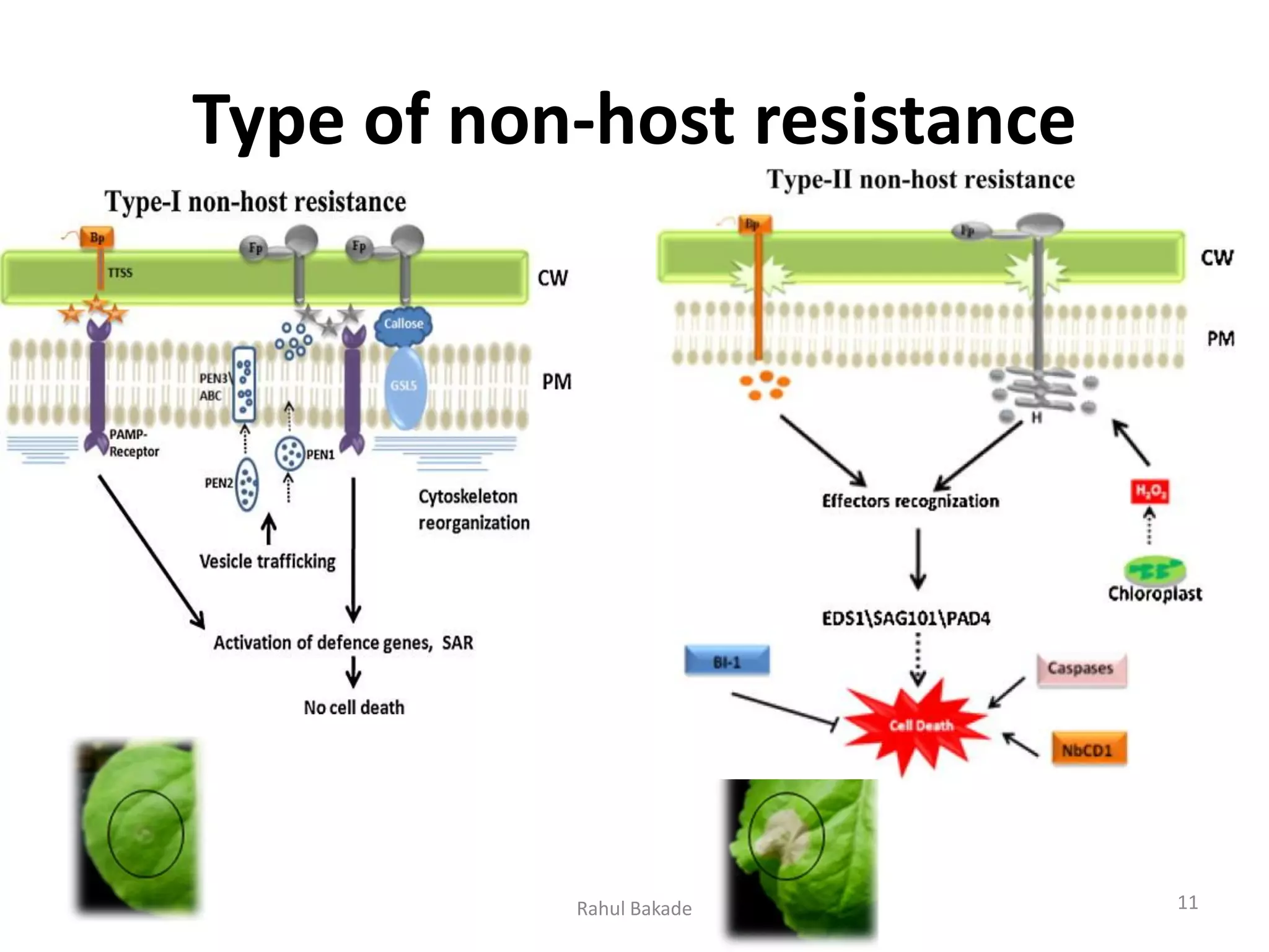 Mechanism of non host resistance against bacterial pathogens | PDF