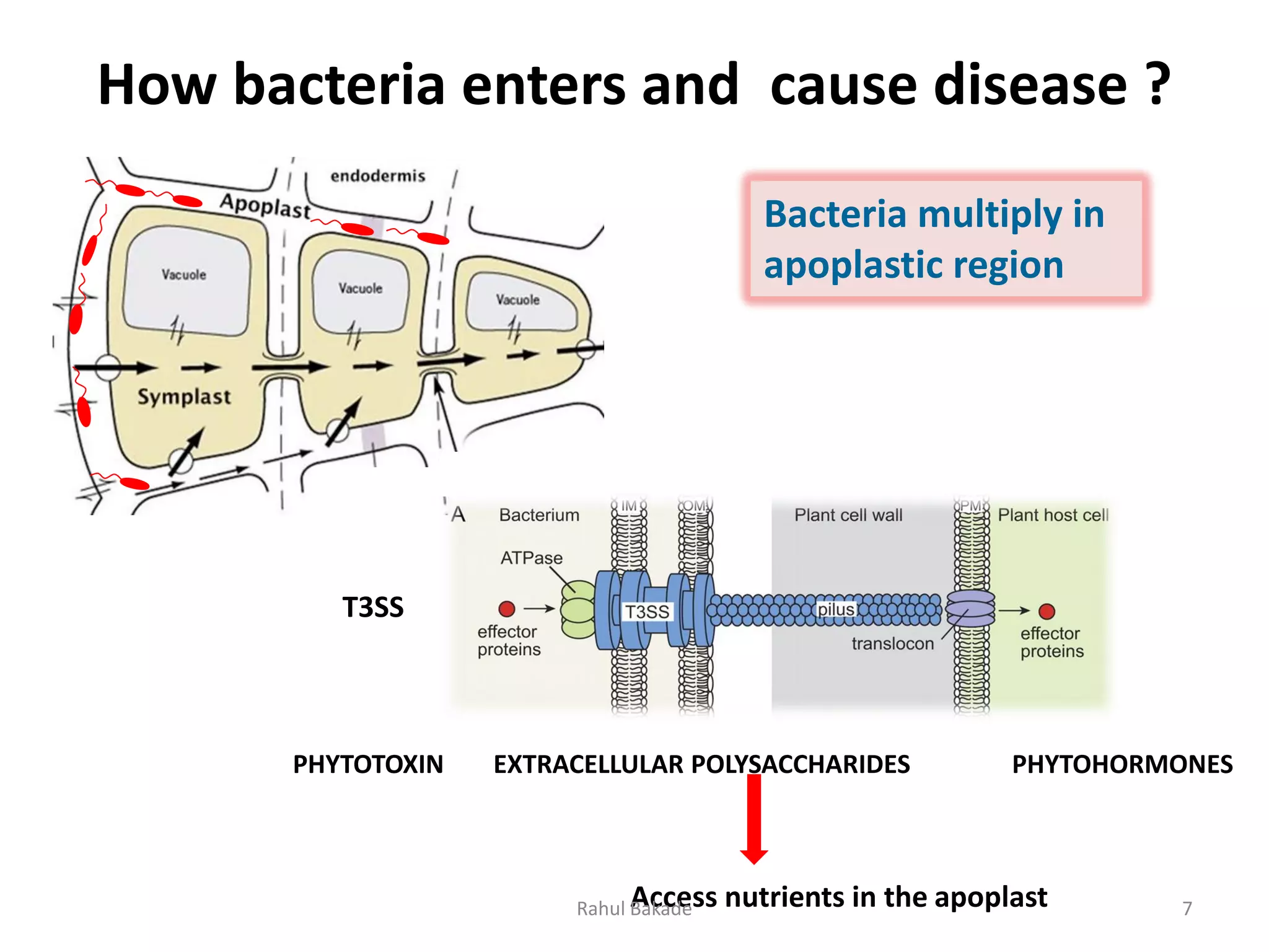 Mechanism of non host resistance against bacterial pathogens | PDF
