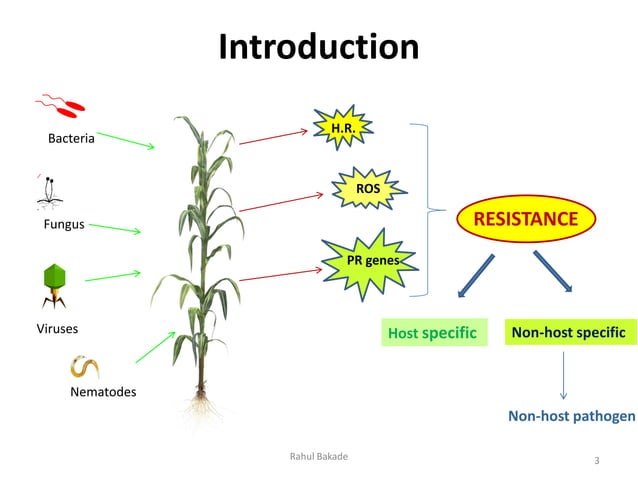 Mechanism of non host resistance against bacterial pathogens | PPT