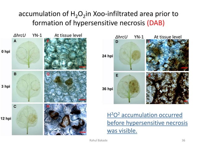 Mechanism of non host resistance against bacterial pathogens | PPT