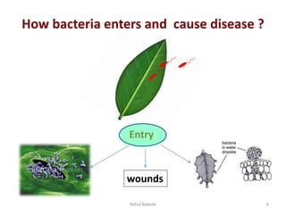 Mechanism of non host resistance against bacterial pathogens | PDF