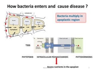 Mechanism of non host resistance against bacterial pathogens | PDF