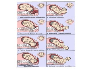 Mechanism of normal labour | PPTX