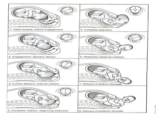Mechanism of normal labour | PPTX