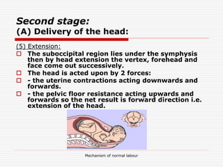 Mechanism of normal labour-Ramy.ppt
