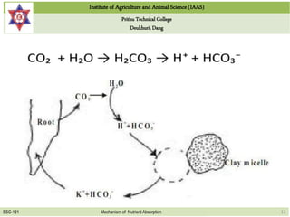 Mechanism of nutrient absorption | PPTX