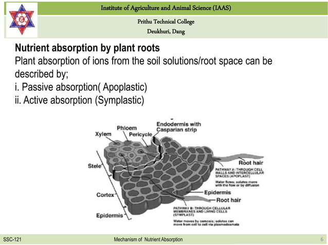 Mechanism of nutrient absorption | PPTX