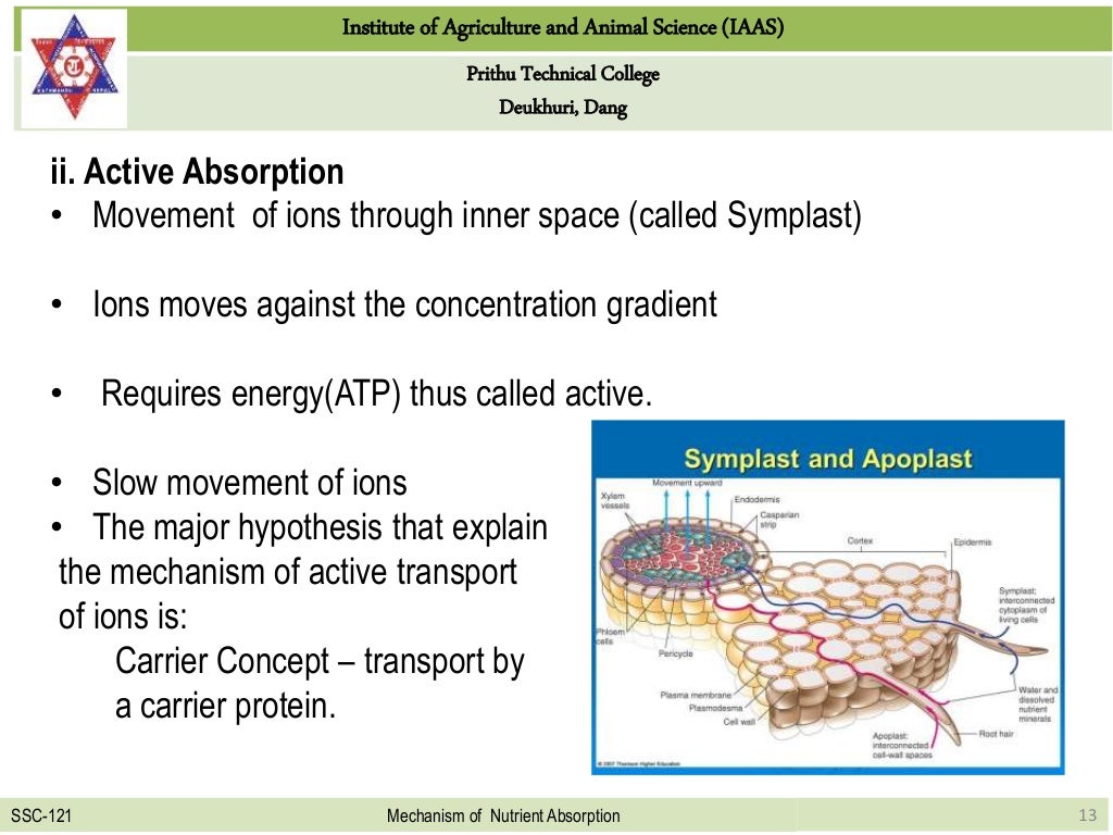 Mechanism of nutrient absorption
