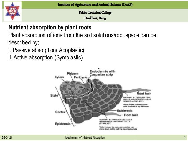 Mechanism of nutrient absorption