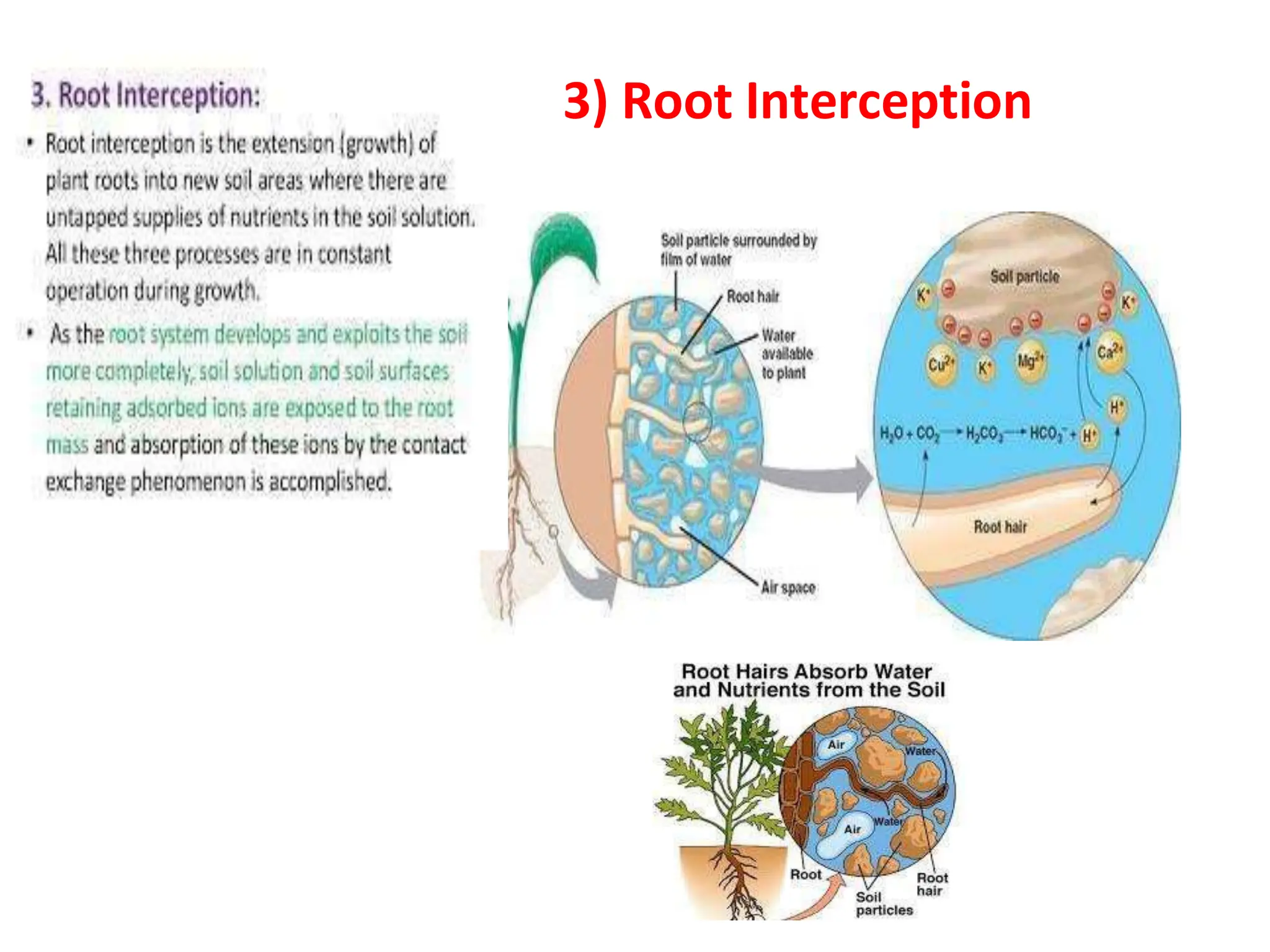 mechanism of nutrient transport and its basics .pptx