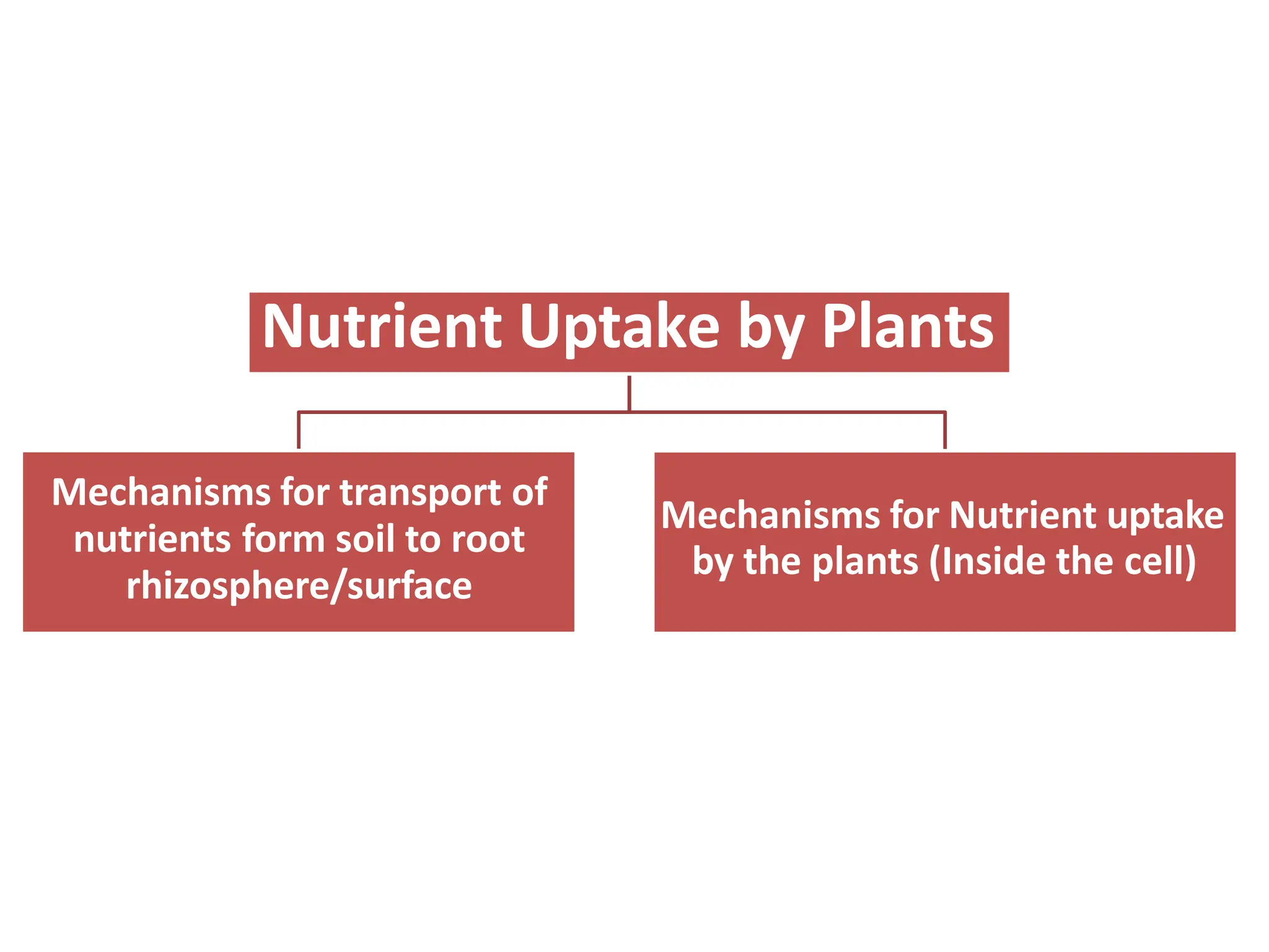 mechanism of nutrient transport and its basics .pptx