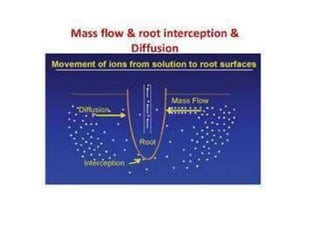 mechanism of nutrient transport and its basics .pptx