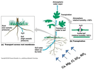mechanism of nutrient transport and its basics .pptx
