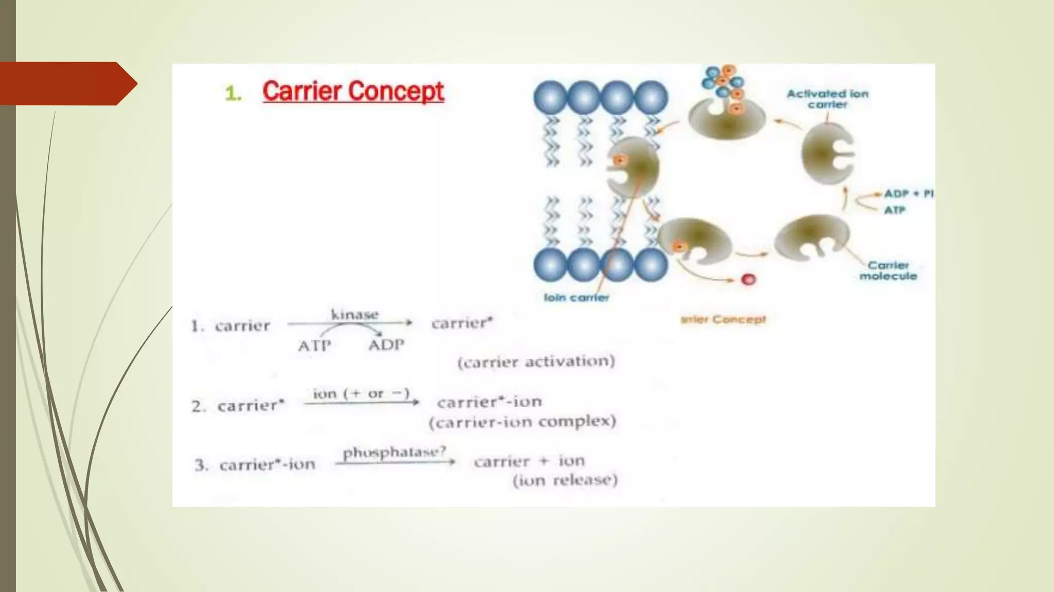 Mechanism of nutrient uptake in plants | PPTX