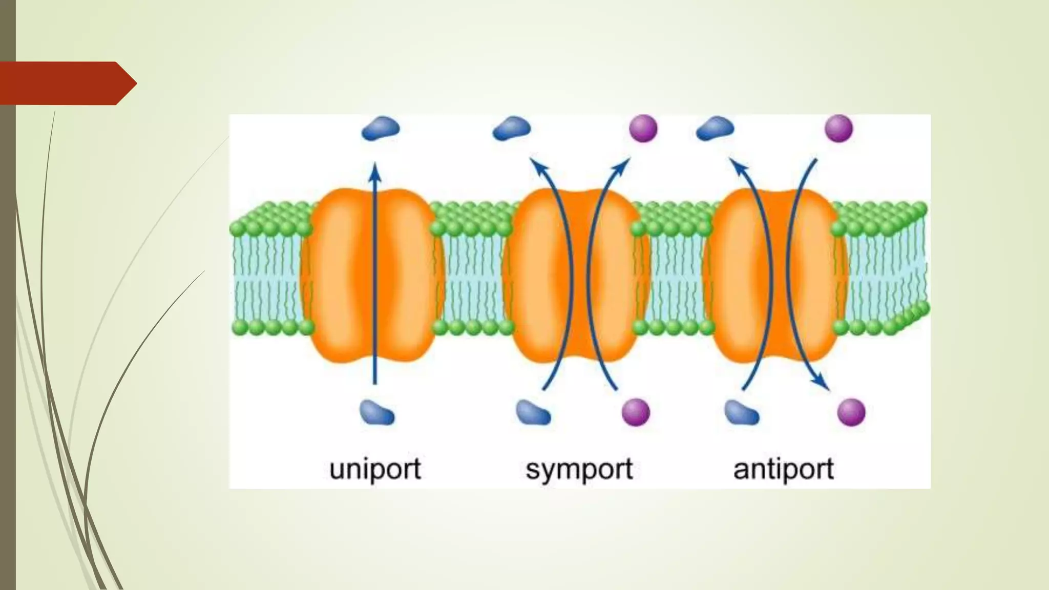 Mechanism of nutrient uptake in plants | PPTX
