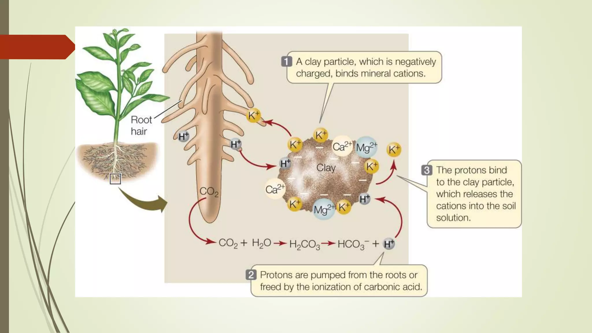 Mechanism of nutrient uptake in plants | PPTX