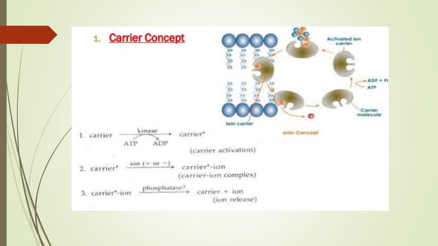 Mechanism of nutrient uptake in plants | PPTX | Chemistry | Science