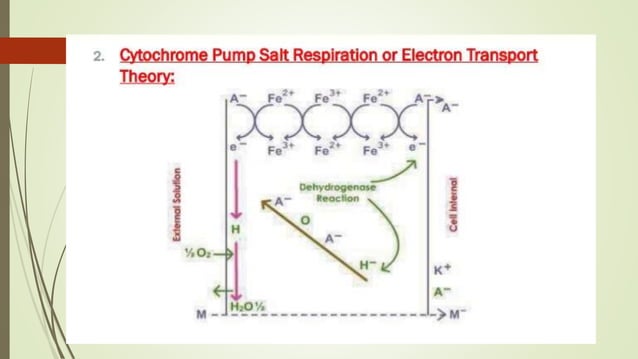 Mechanism of nutrient uptake in plants | PPTX | Chemistry | Science