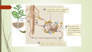 Mechanism of nutrient uptake in plants | PPTX | Chemistry | Science
