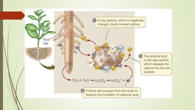 Mechanism of nutrient uptake in plants