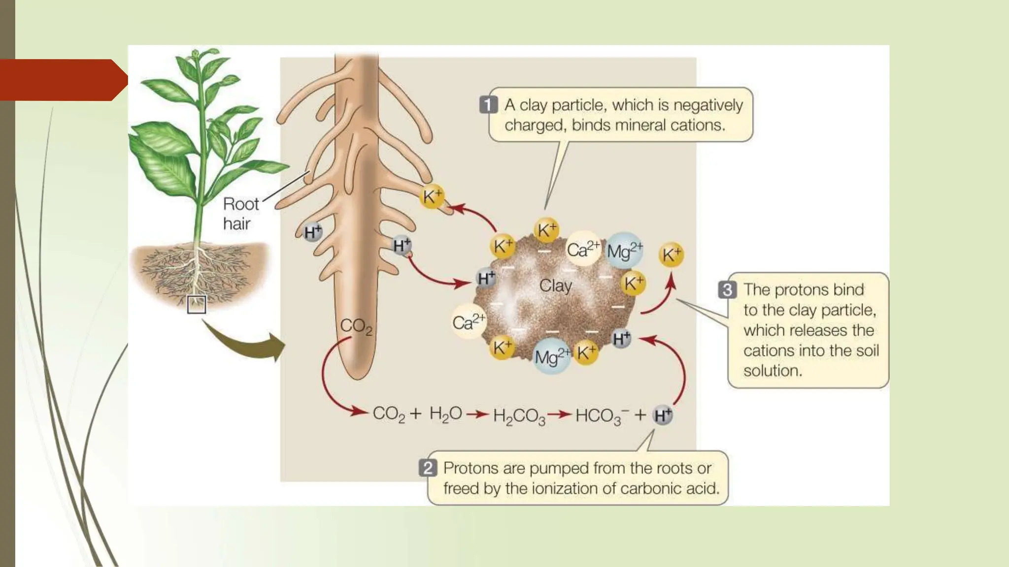 mechanism of nutrient uptake in plants-.pptx