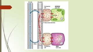mechanism of nutrient uptake in plants-.pptx