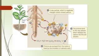 mechanism of nutrient uptake in plants-.pptx
