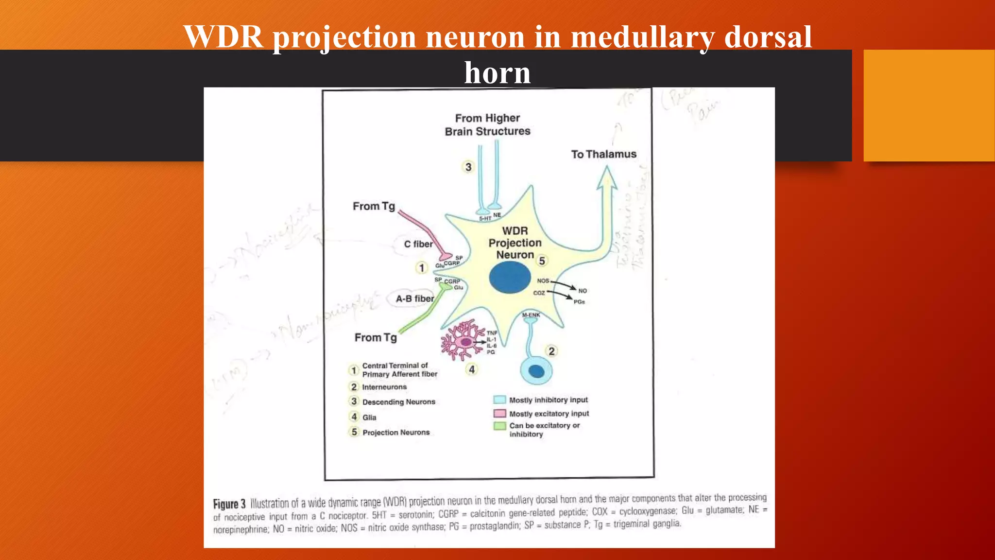 Mechanism of odontogenic and non odontogenic pain | PPTX