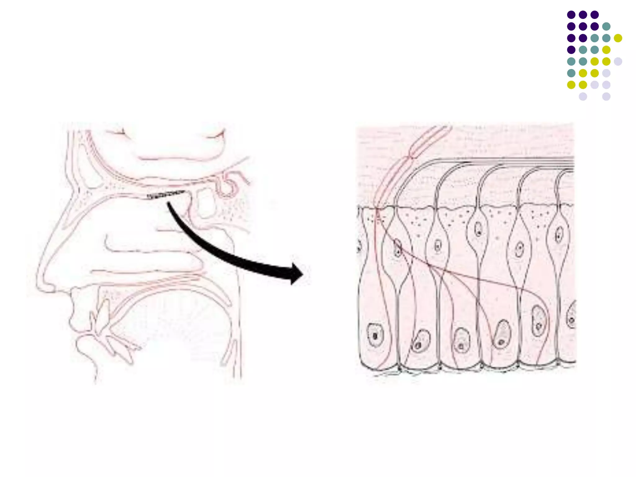 Mechanism of odour | PPTX