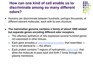 Mechanism of odour | PPTX