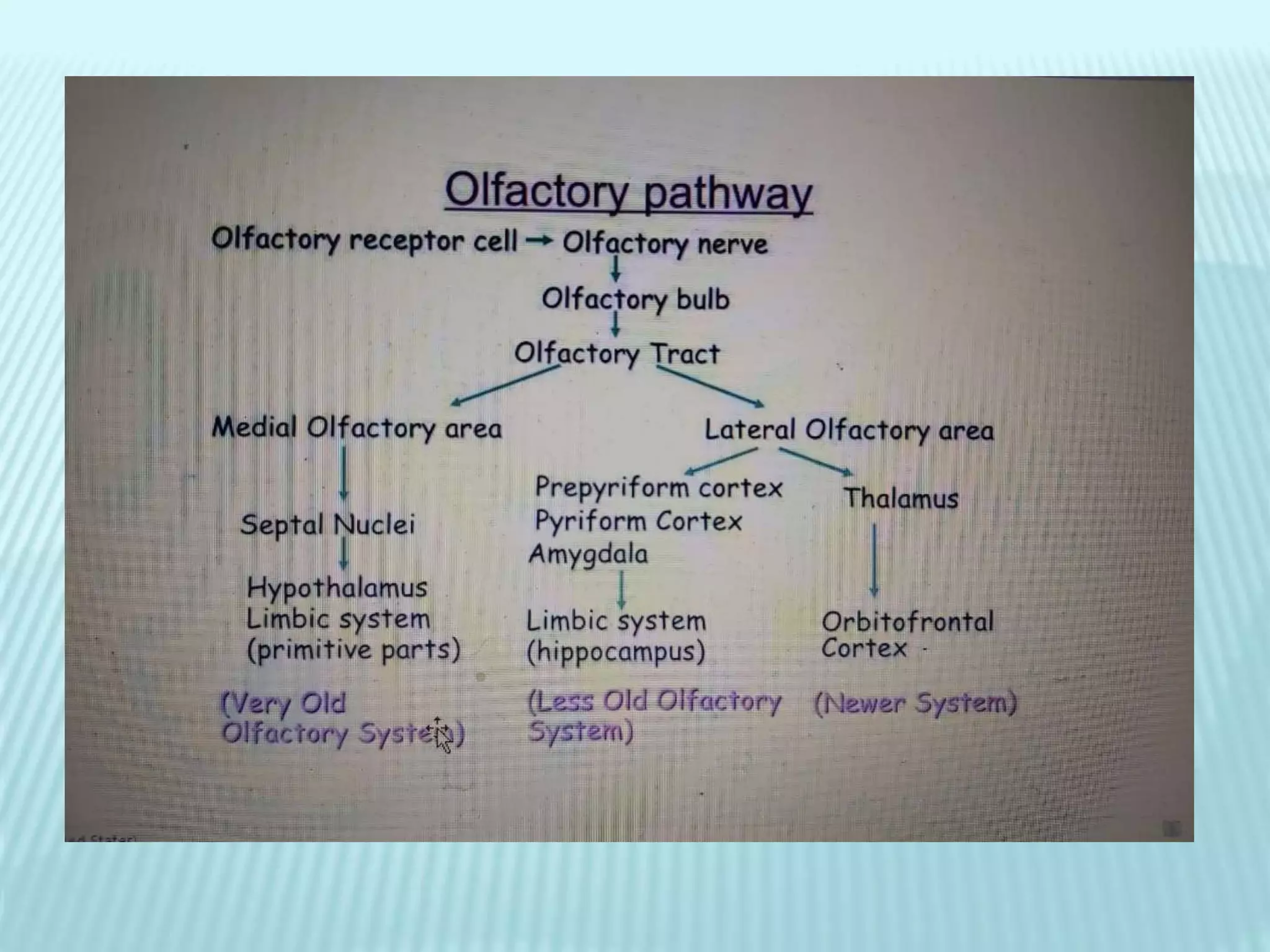 Mechanism of odour perception | PPTX