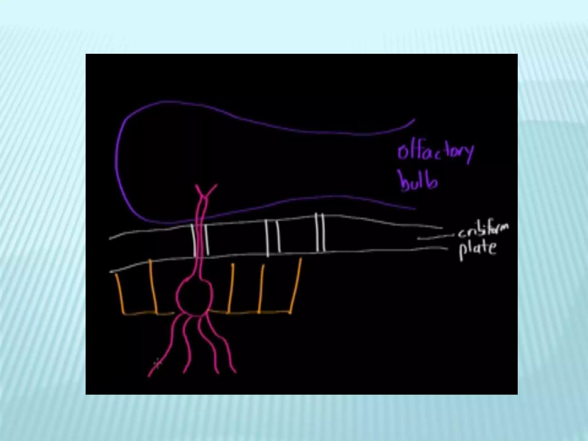 Mechanism of odour perception | PPTX