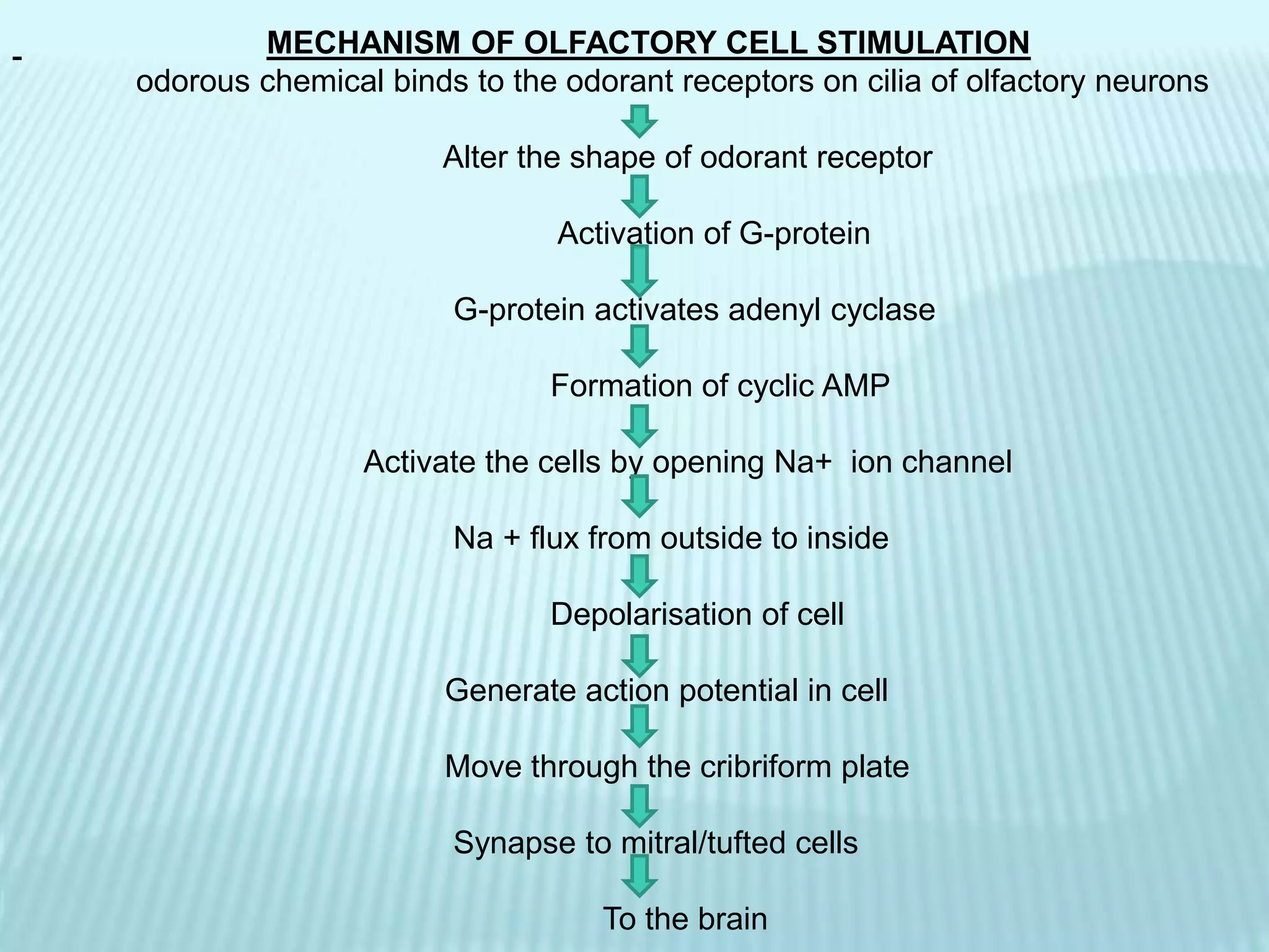 Mechanism of odour perception | PPTX