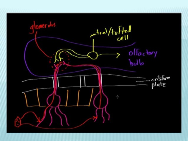 Mechanism of odour perception | PPTX