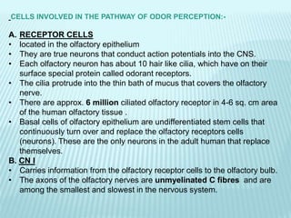 Mechanism of odour perception | PPTX