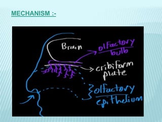 Mechanism of odour perception | PPTX
