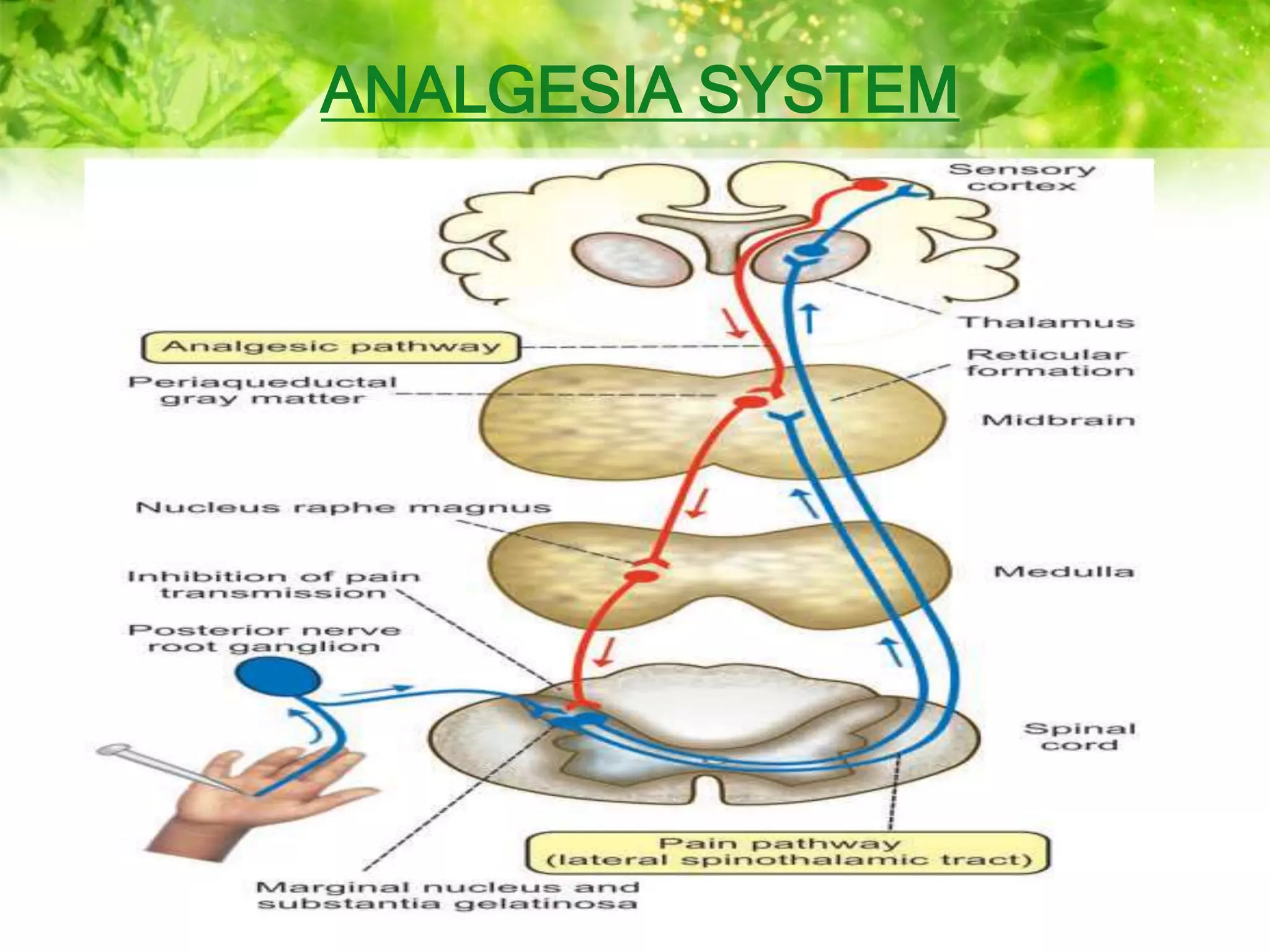 Mechanism of pain | Analgesic system | Pain Physiology | PPTX