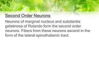 Mechanism of pain | Analgesic system | Pain Physiology | PPTX