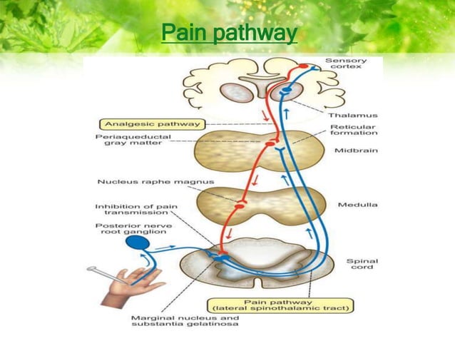 Mechanism of pain | Analgesic system | Pain Physiology | PPTX | Brain ...