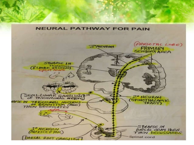 Mechanism of pain | Analgesic system | Pain Physiology | PPTX | Brain ...