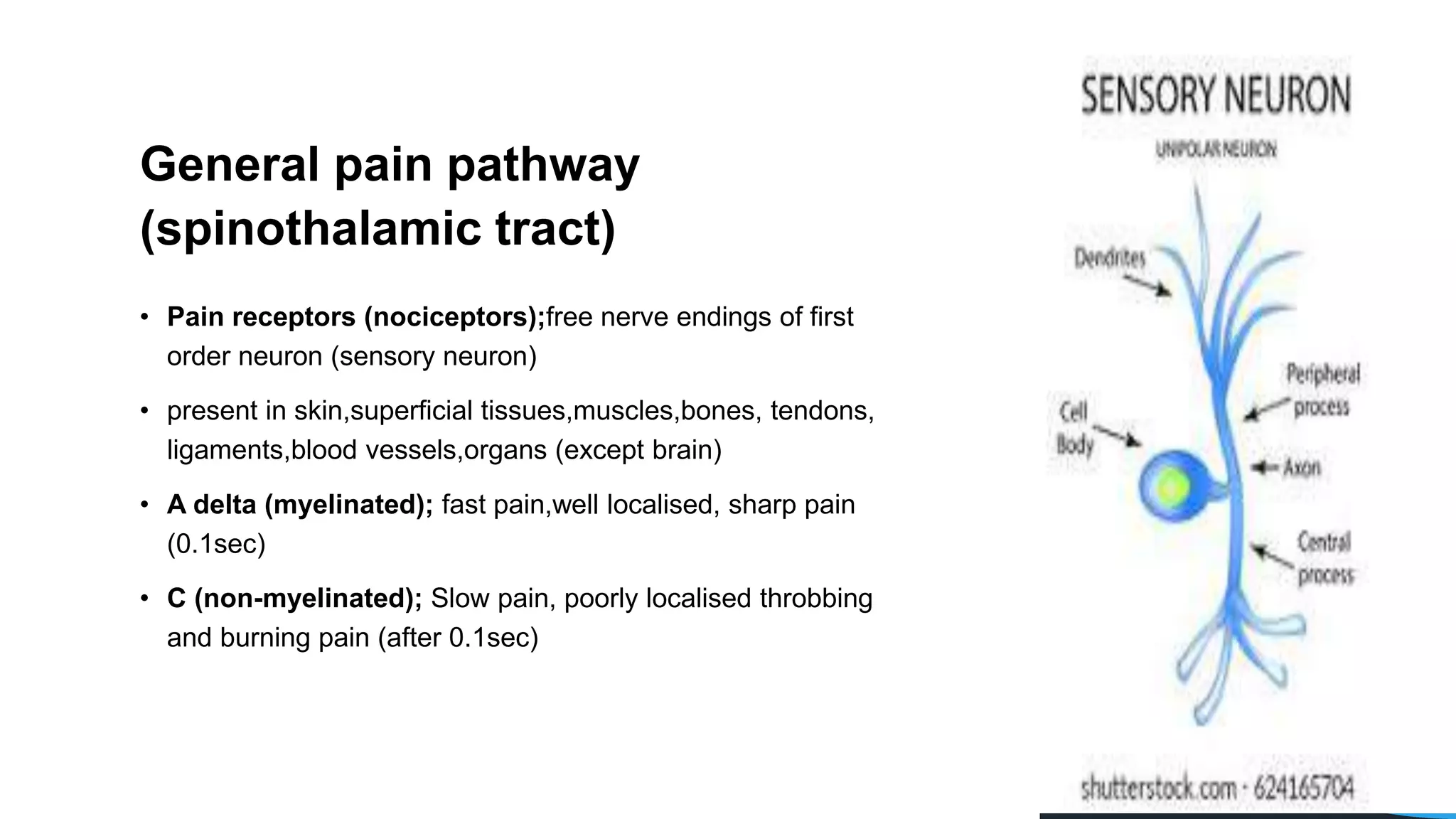Mechanism of pain.pptx