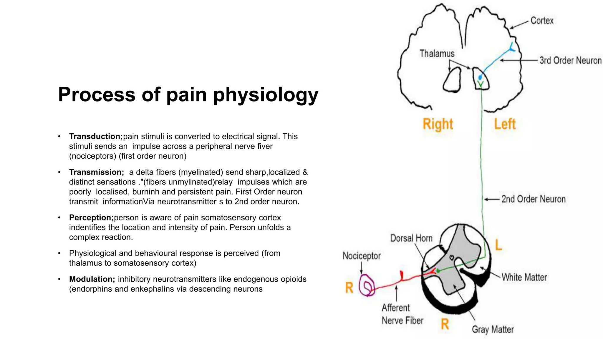 Mechanism of pain.pptx