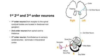 Mechanism of pain.pptx